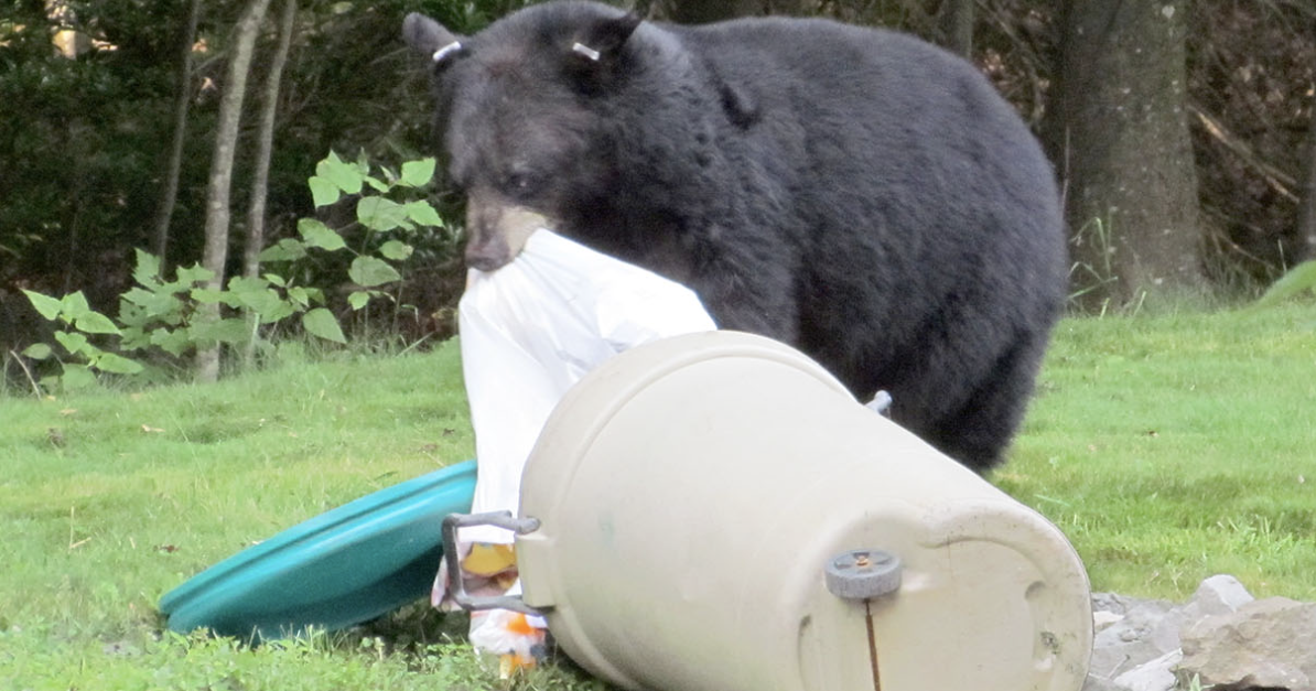 Be on the lookout for bears on the move | Outdoors | themountaineer.com