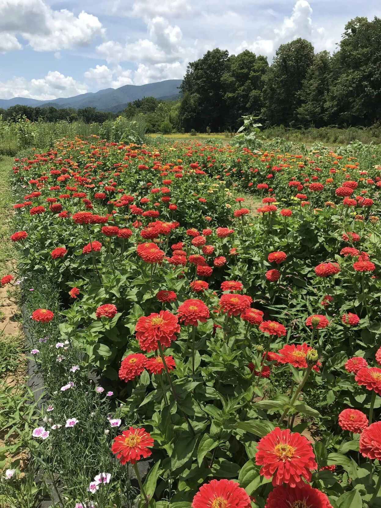Summer isn’t over yet: Four flower farms to visit in Haywood before it ...