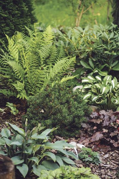 Tips for gardening in a shady yard | Outdoors | themountaineer.com