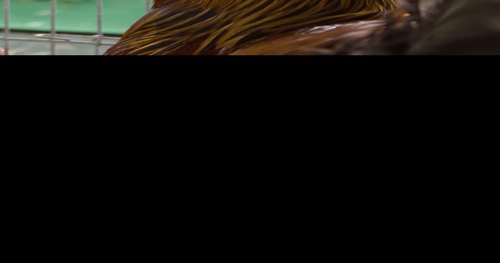 Cluck, crow, quack and honk: Poultry on parade at the Haywood County ...