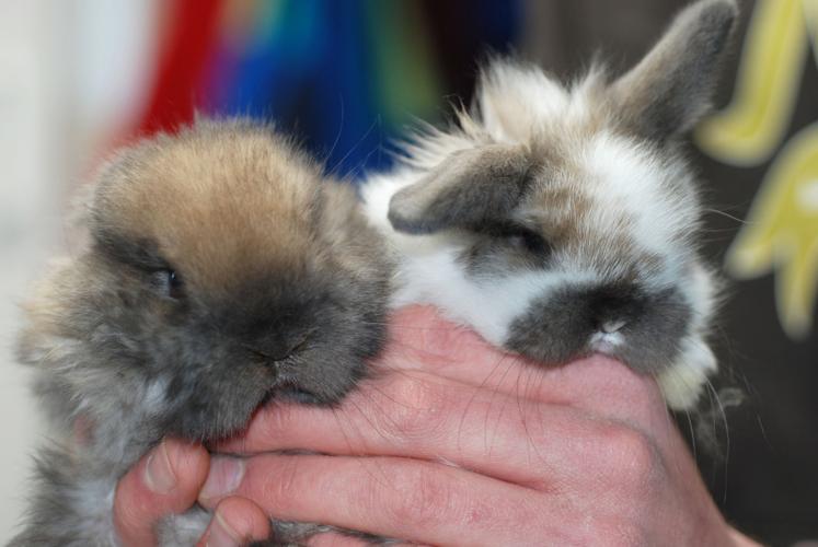 Local teen makes rabbits his business | News | themountaineer.com