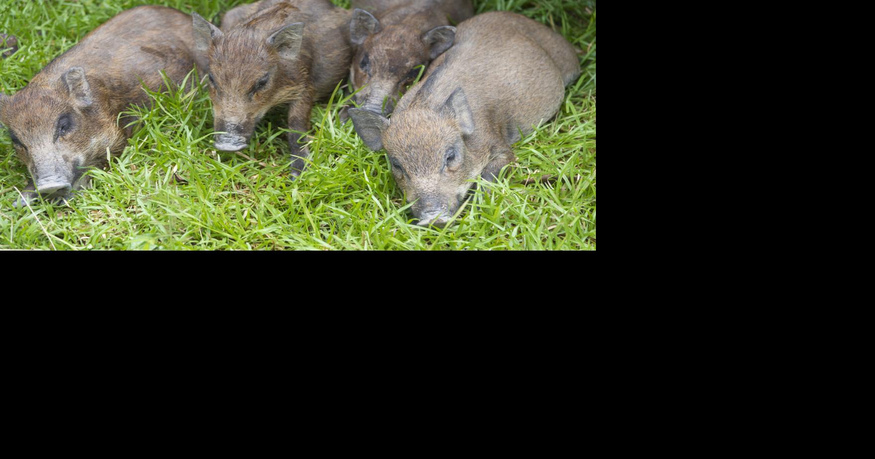 Battling feral hogs? Free traps now available | Outdoors ...
