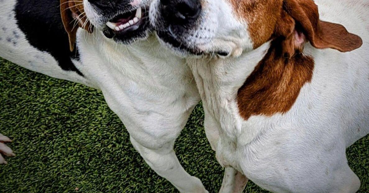 Bark & Bloom event showcases cats and dogs for adoption | Arts Entertainment | themountaineer.com