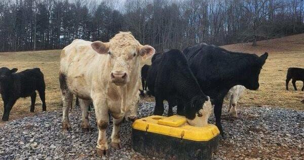 Tired of busting ice? Learn about livestock watering systems | Outdoors ...