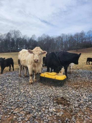 Tired of busting ice? Learn about livestock watering systems | Outdoors ...