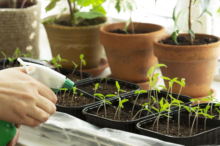 Learn to Grow: Start your garden from seeds | Outdoors | themountaineer.com