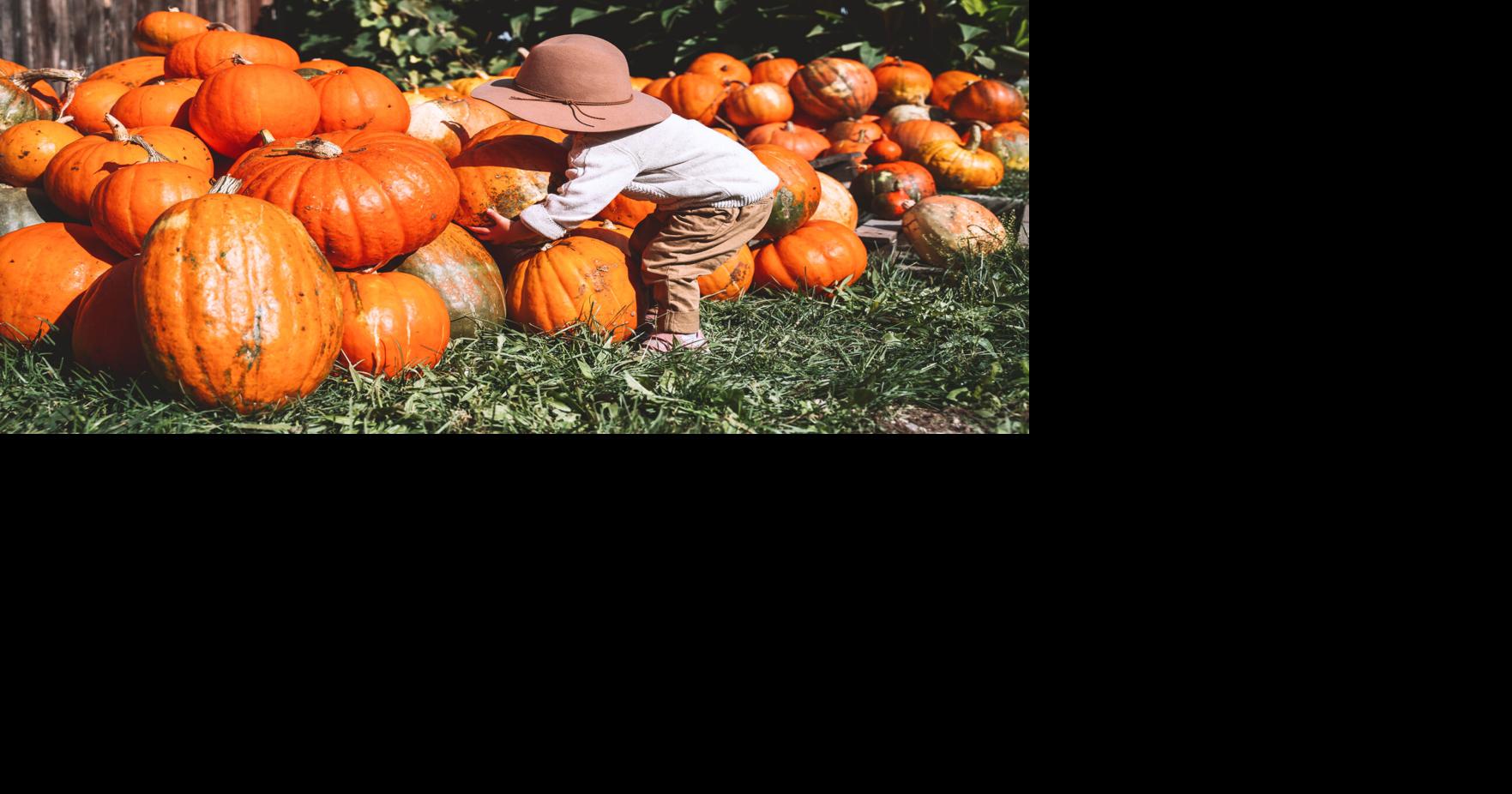 Don't have your pumpkin yet? Here's where to find a gourd-geous pumpkin ...