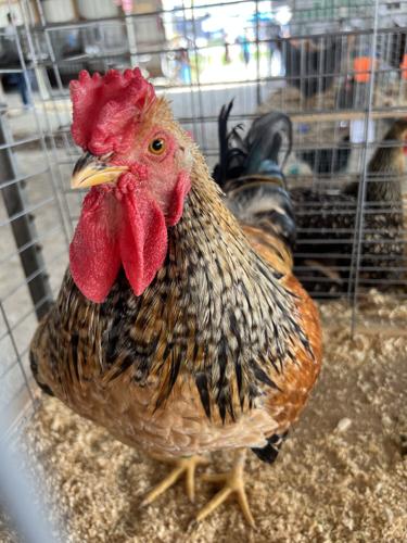 Hooves, fur and feathers: Livestock show at the Haywood County Fair ...