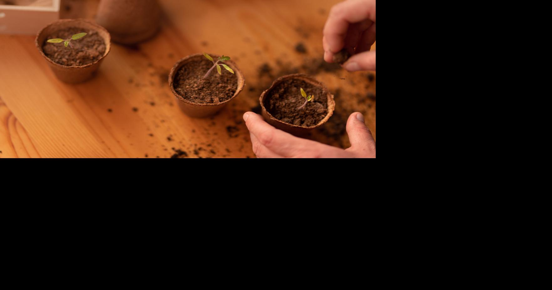 Learn to Grow: Start your garden from seeds | Outdoors | themountaineer.com