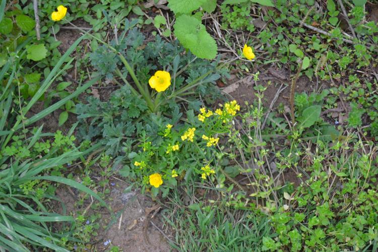 Canton Recreation Park scenes | | themountaineer.com