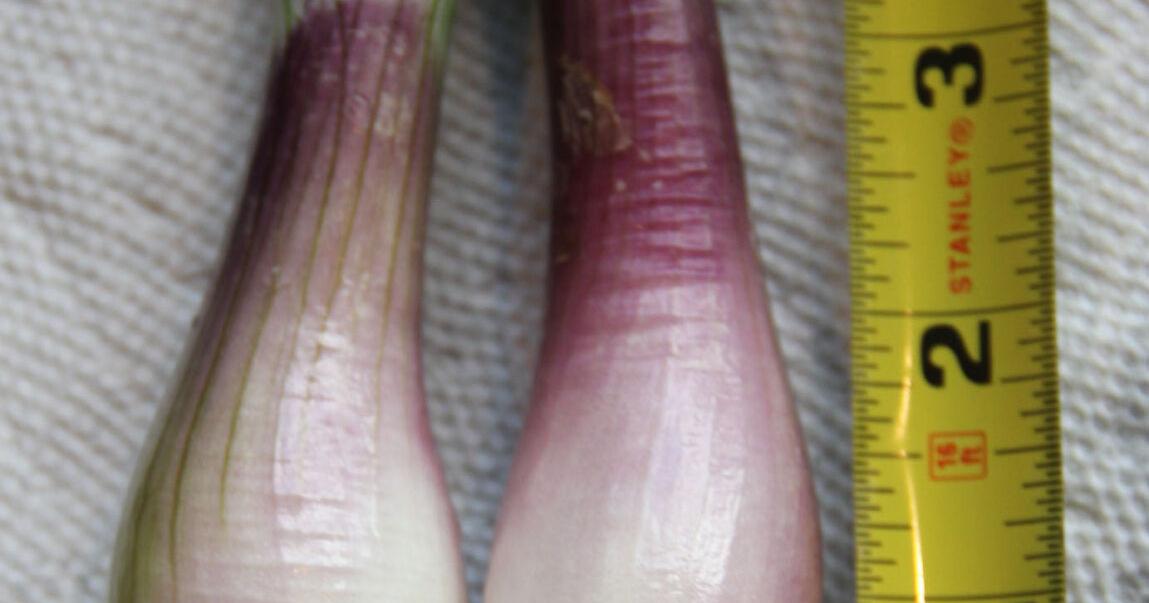 Learn to Grow: shallots from seeds gets a nod from the chef | Outdoors ...