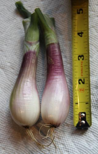 Learn to Grow: shallots from seeds gets a nod from the chef | Outdoors ...