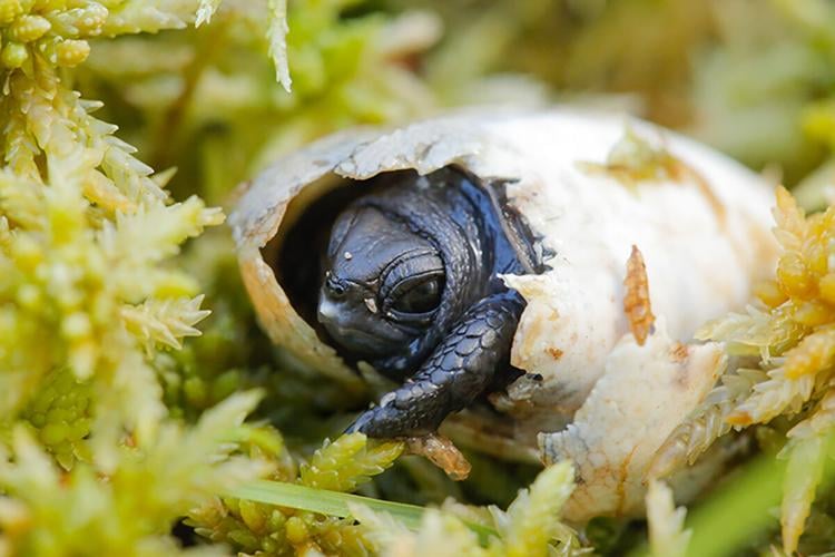 Saving the mountain bog turtle | Outdoors | themountaineer.com