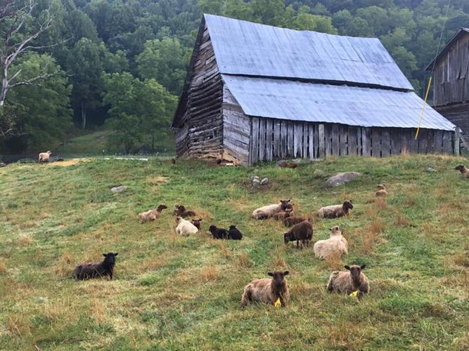 Free farm tours to learn the ropes of agritourism | Outdoors ...