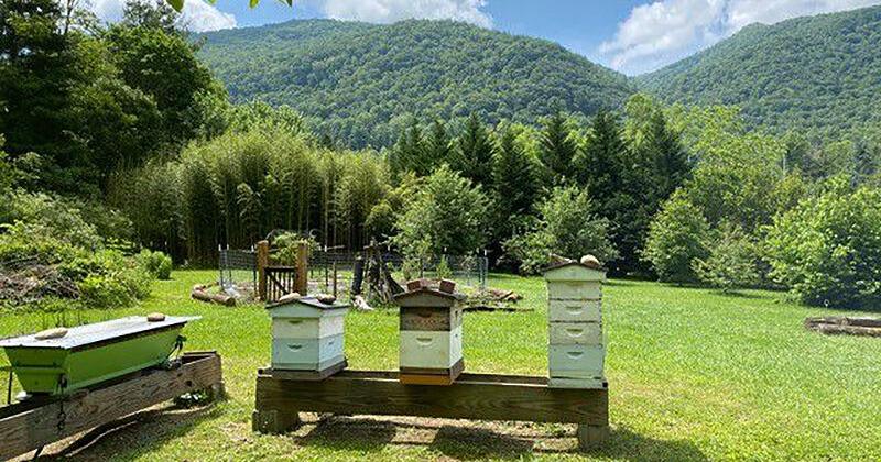 Catch the buzz with Haywood Beekeepers workshop | Outdoors ...