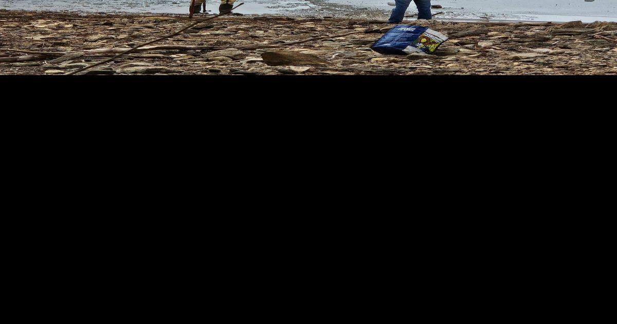 Swan keepers chip through ice at Lake Junaluska to care for the beloved ...