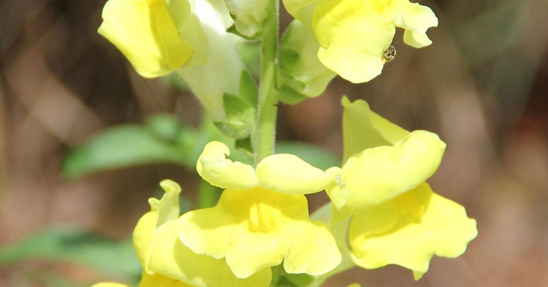 do snapdragons reflower