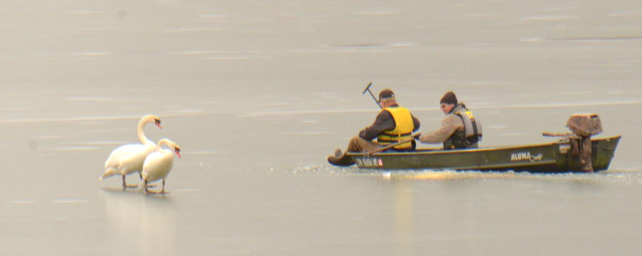 Swan keepers chip through ice at Lake Junaluska to care for the beloved ...