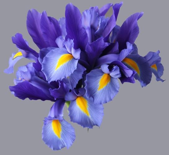 do dutch iris come back
