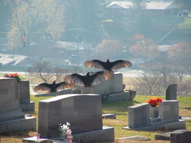 Buzzards hang out in cemetery on Halloween | News | themountaineer.com