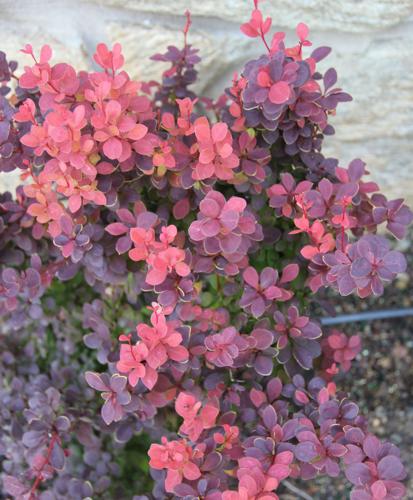 Plant colorful evergreen shrubs to liven up the landscape | Lifestyles ...