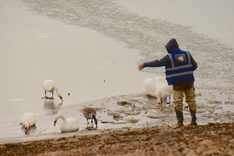 Swan keepers chip through ice at Lake Junaluska to care for the beloved ...