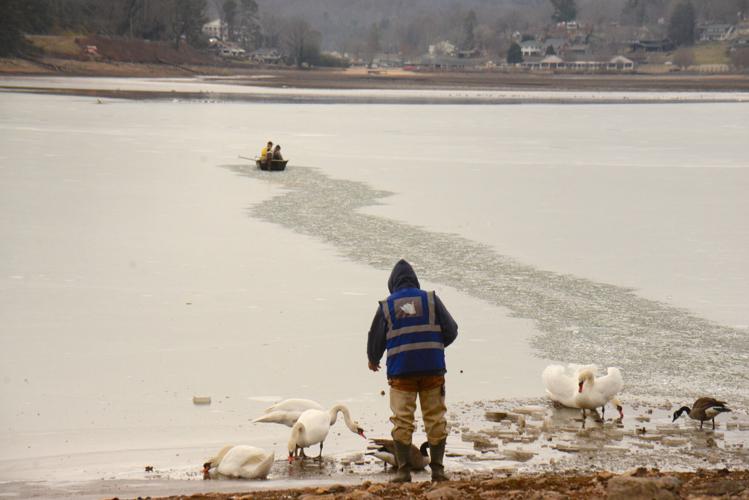 Swan keepers chip through ice at Lake Junaluska to care for the beloved ...