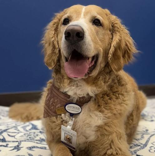 Haywood Regional Medical Center welcomes new therapy dog Huck | Life ...