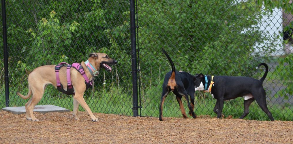 Not just for the dogs: Dog park comeback restores social connection for ...