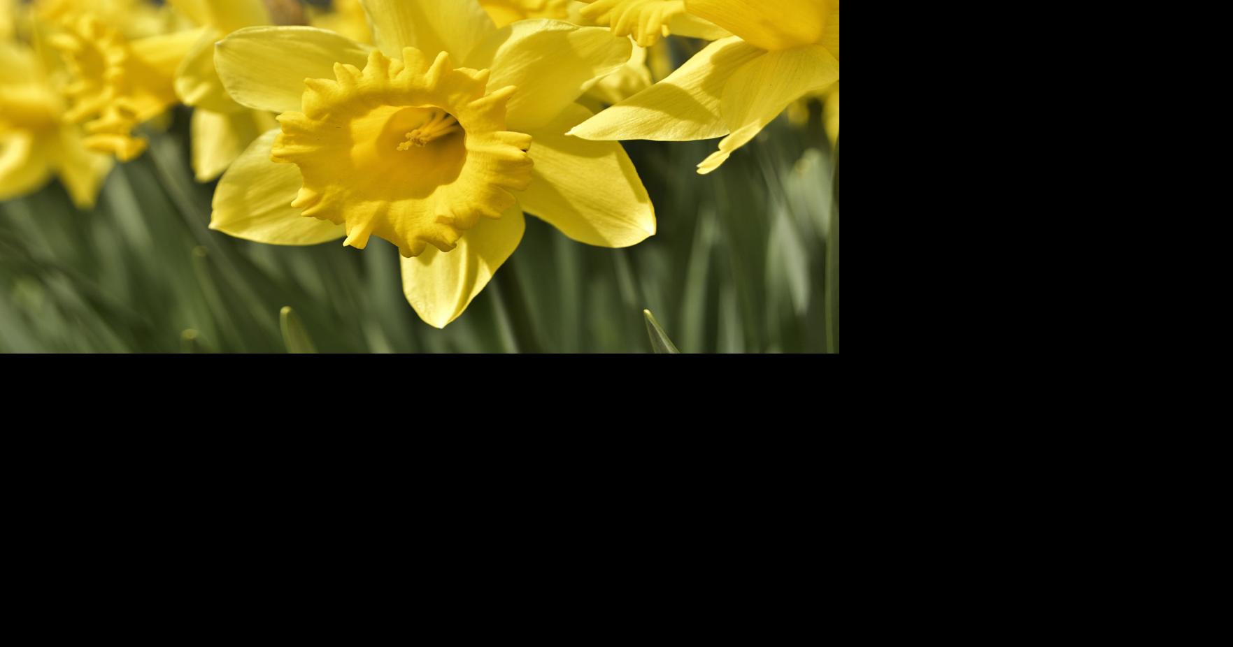The science behind extending the life of Daffodils | Life ...