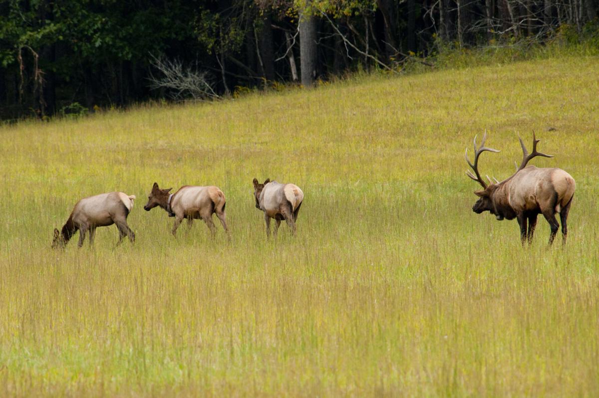 Bone up on your elk trivia as fall rut season arrives | Outdoors ...
