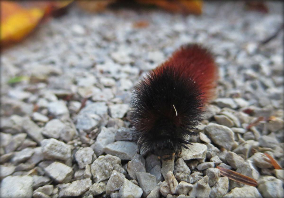 What says the wooly worm this fall? | Outdoors | themountaineer.com