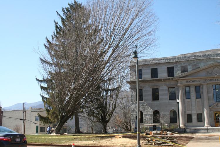 Courthouse trees still coming down | News | themountaineer.com