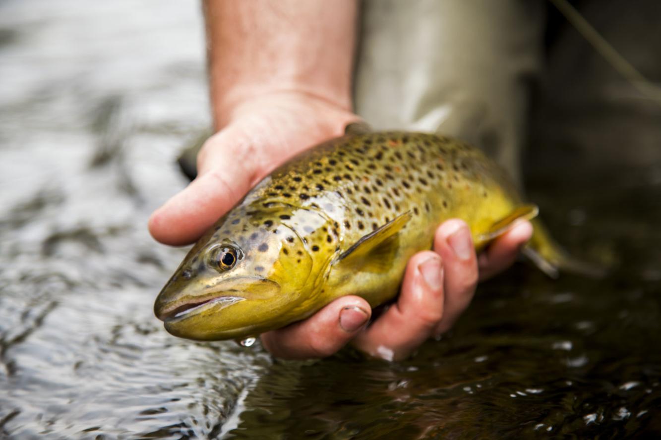 Learn to fly-fish with free workshops | Outdoors | themountaineer.com
