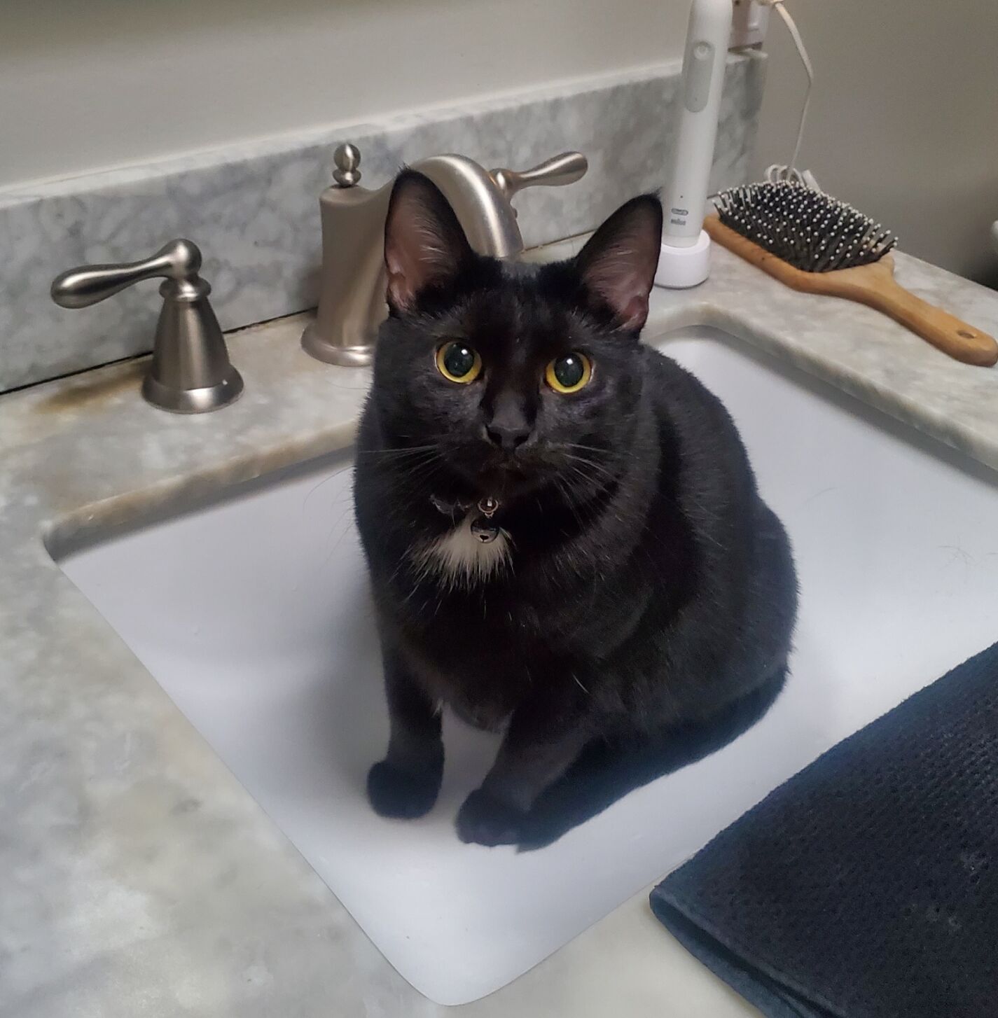 Empty-nest syndrome – that didn’t last long | Columns | themountaineer.com