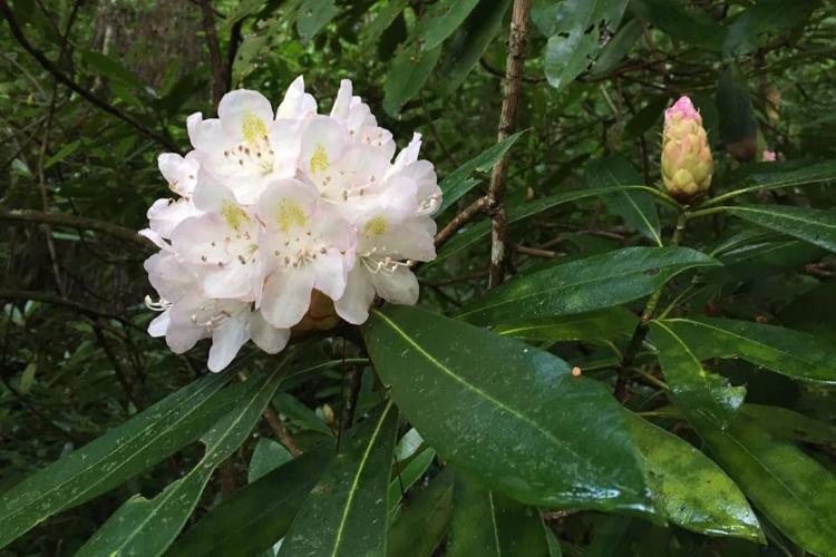 Explore the Boogerman Trail | Outdoors | themountaineer.com