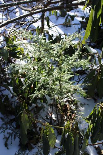 Sleuthing out surviving hemlock stands in Shining Rock Wilderness ...