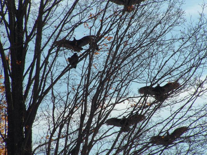 Buzzards hang out in cemetery on Halloween | News | themountaineer.com