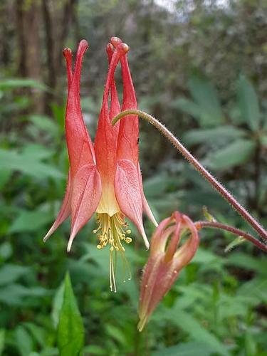 See spring blooms unfold during guided walks at Corneille Bryan Native ...