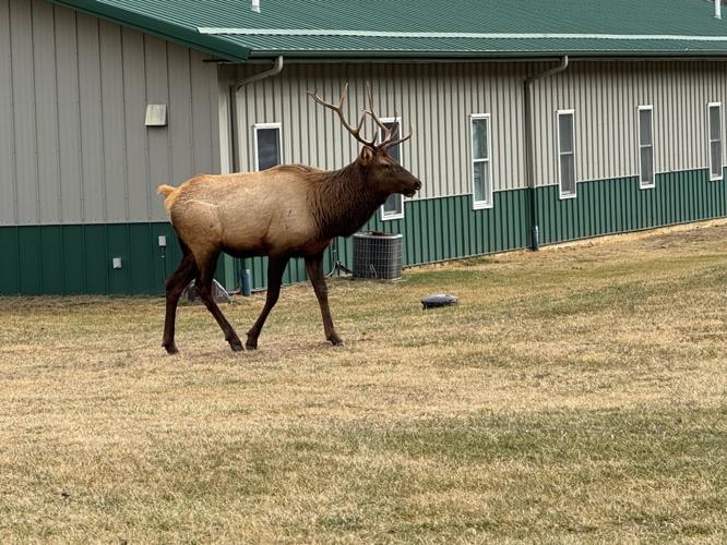 Maggie Valley elk don't look both ways, | News | themountaineer.com