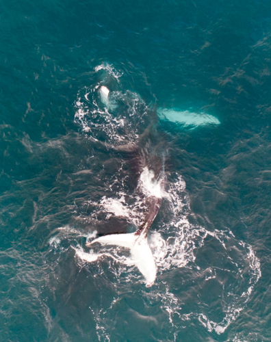 ‘One-in-a-million’ drone photos finally reveal famous whale’s gender ...