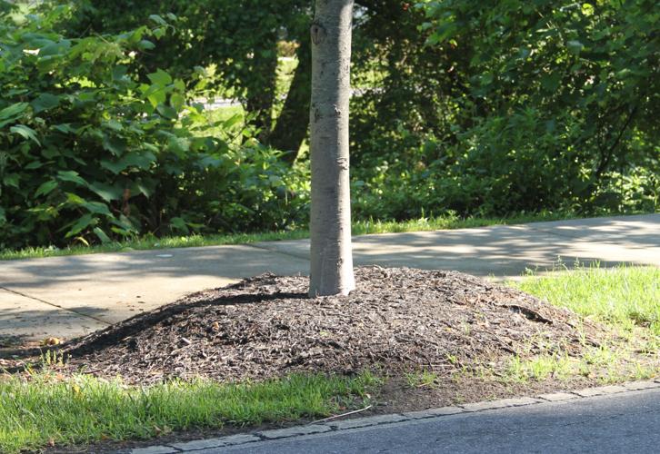 To mulch or not to mulch? That is the question (and answer) | Outdoors ...