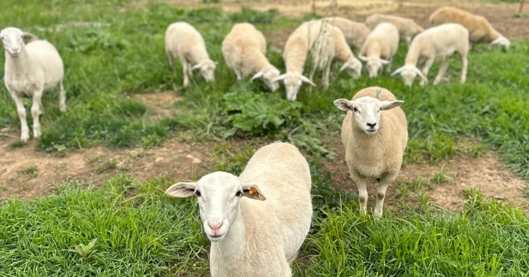 Choose your own adventure on WNC Farm Tour | Outdoors | themountaineer.com