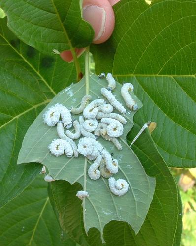 Q&A with the Haywood Plant Clinic: Controlling the Dogwood Sawfly ...