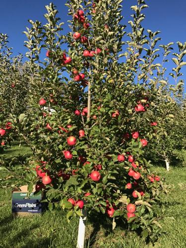 Choose your own adventure on WNC Farm Tour | Outdoors | themountaineer.com