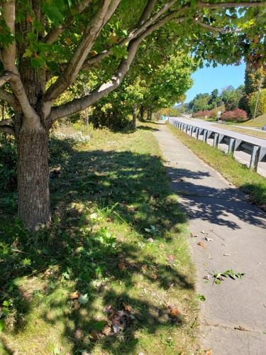 low-hanging trees_resized.jpg | | themountaineer.com