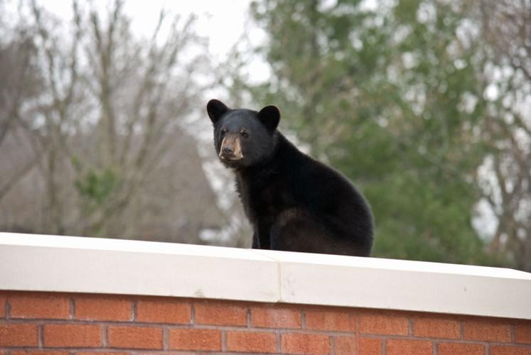 Urban bear sightings on the rise | News | themountaineer.com