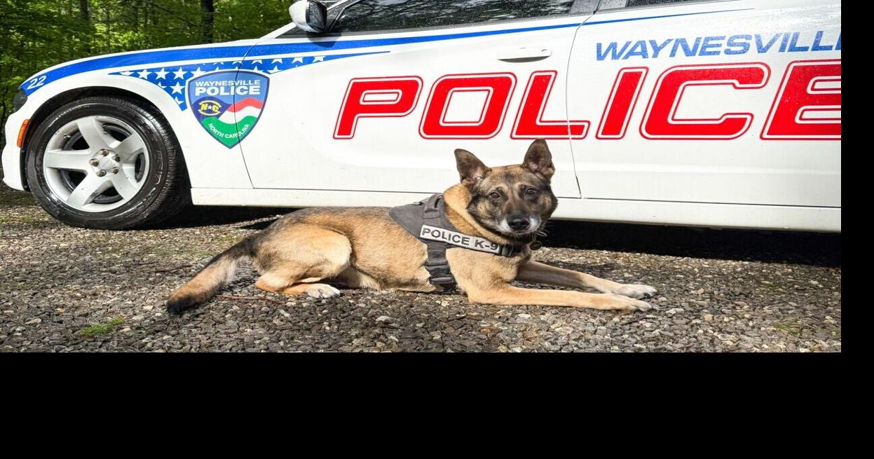 Veteran K-9 bomb-sniffer comes out of retirement to serve with ...