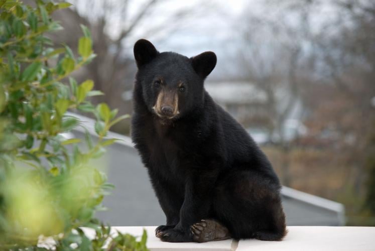 Urban bear sightings on the rise | News | themountaineer.com