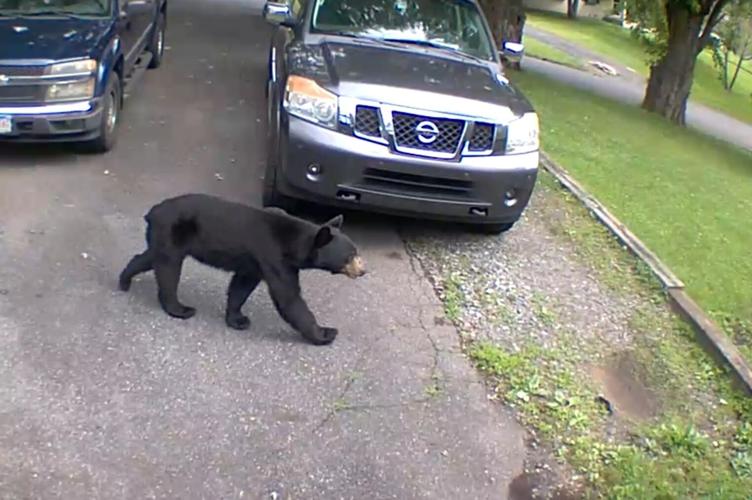 Urban bear sightings on the rise | News | themountaineer.com